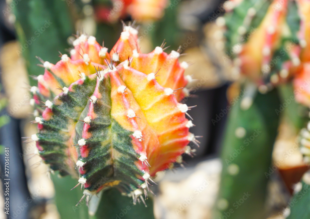 Variegated cactus and succulent flowers in pot have red orange green ...