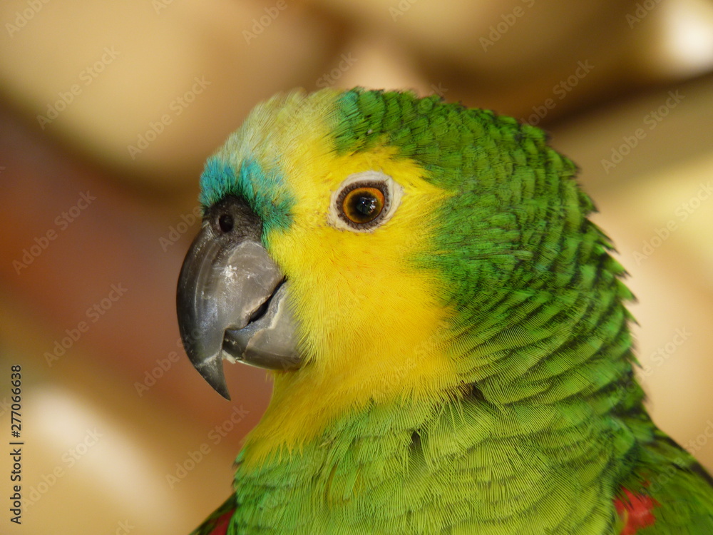 Amazona Aestiva (Papagaio-verdadeiro) Stock Photo | Adobe Stock