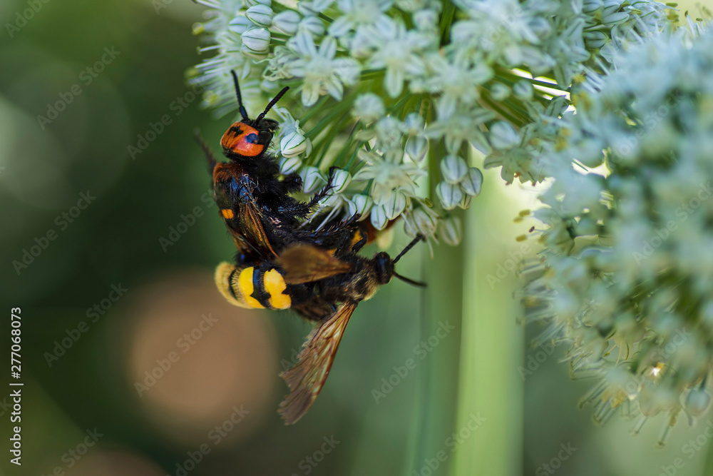 Megascolia maculata. The mammoth wasp. Scola giant wasp on a onion ...