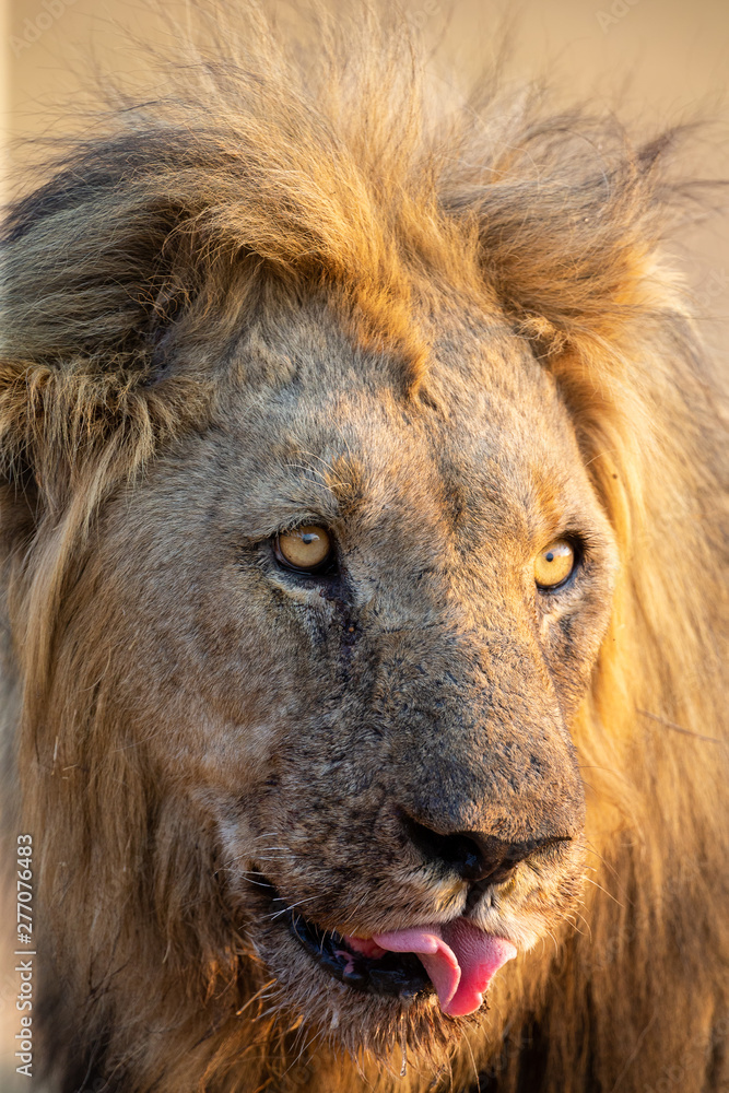Portrait of a lion male with blood on its face after eating a carcass ...