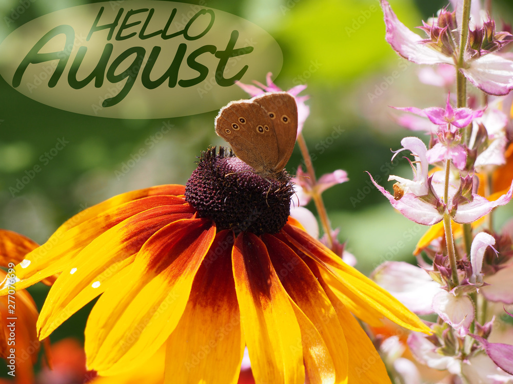 Hello AUGUST word on sunflower background. Hello August wallpaper Stock ...