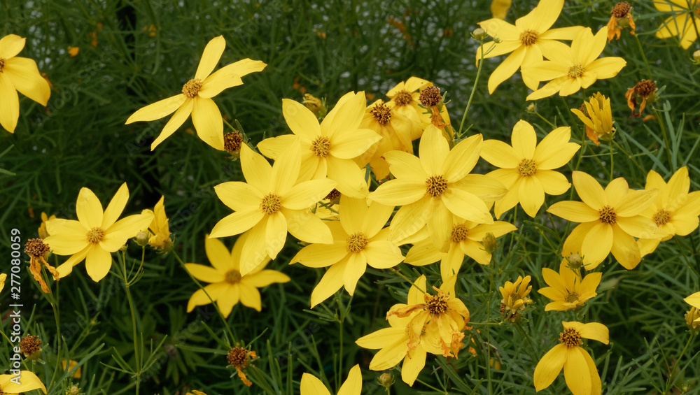 Coreopsis verticillata - Whorled coreopsis or whorled tickseed Stock ...