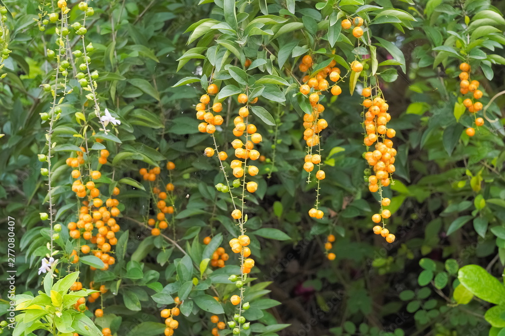 Duranta erecta fruit hang on branches with green leaves nature ...