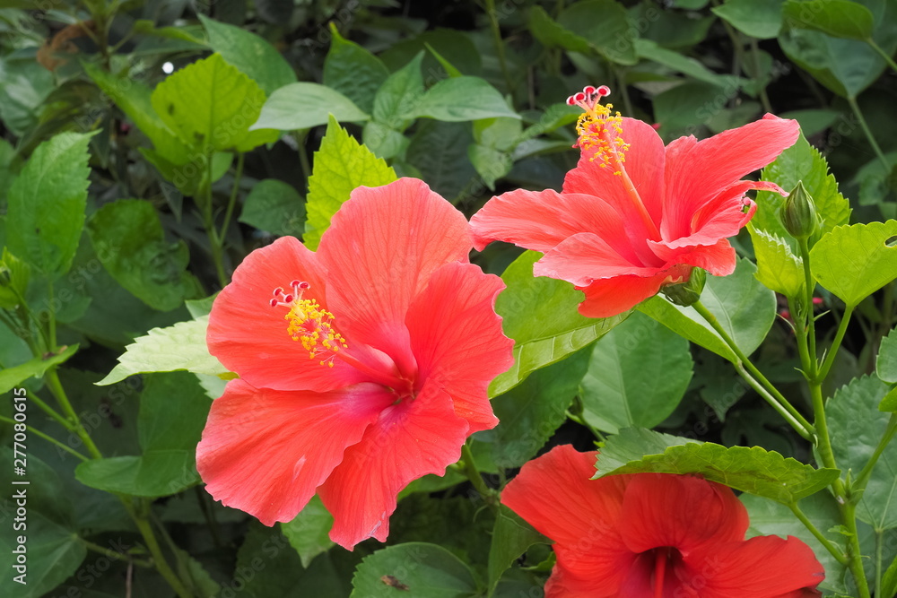 Beautiful red flower Hibiscus rosa-sinensis blossom with green nature ...