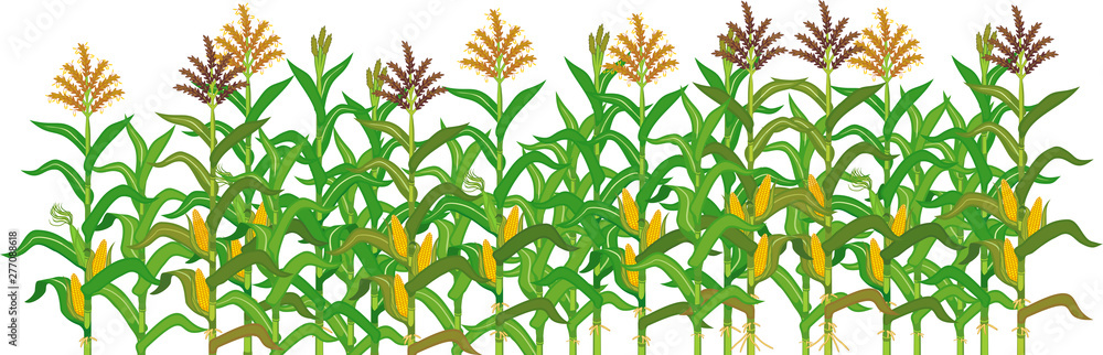 Agriculture plant border with cornfield isolated on white background ...