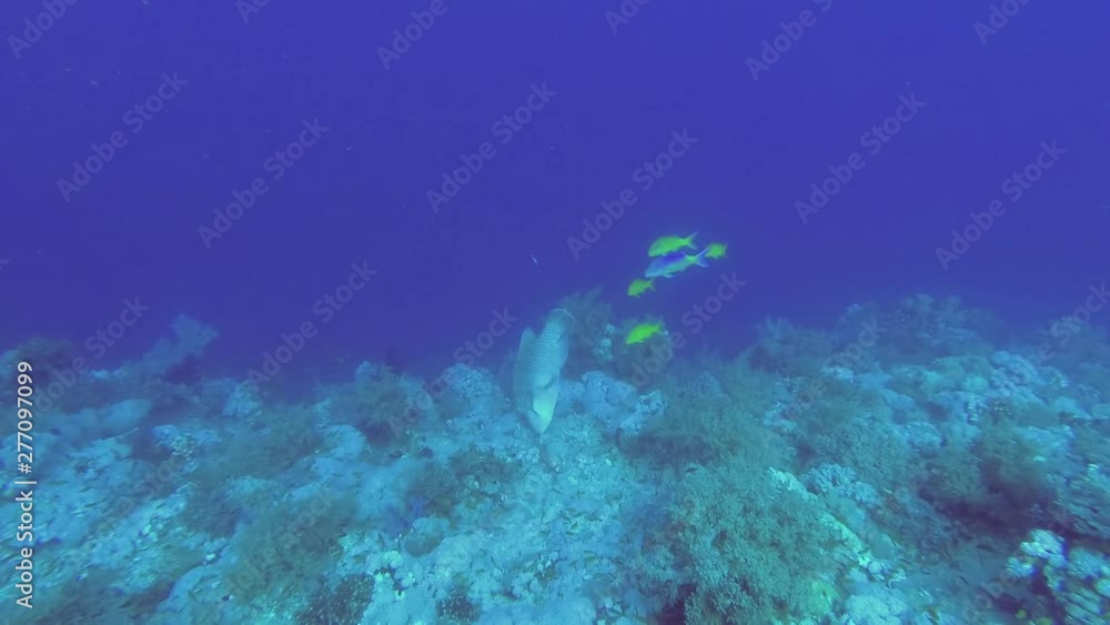 Napoleon fish picks up food from the seabed. Humphead Wrasse or ...