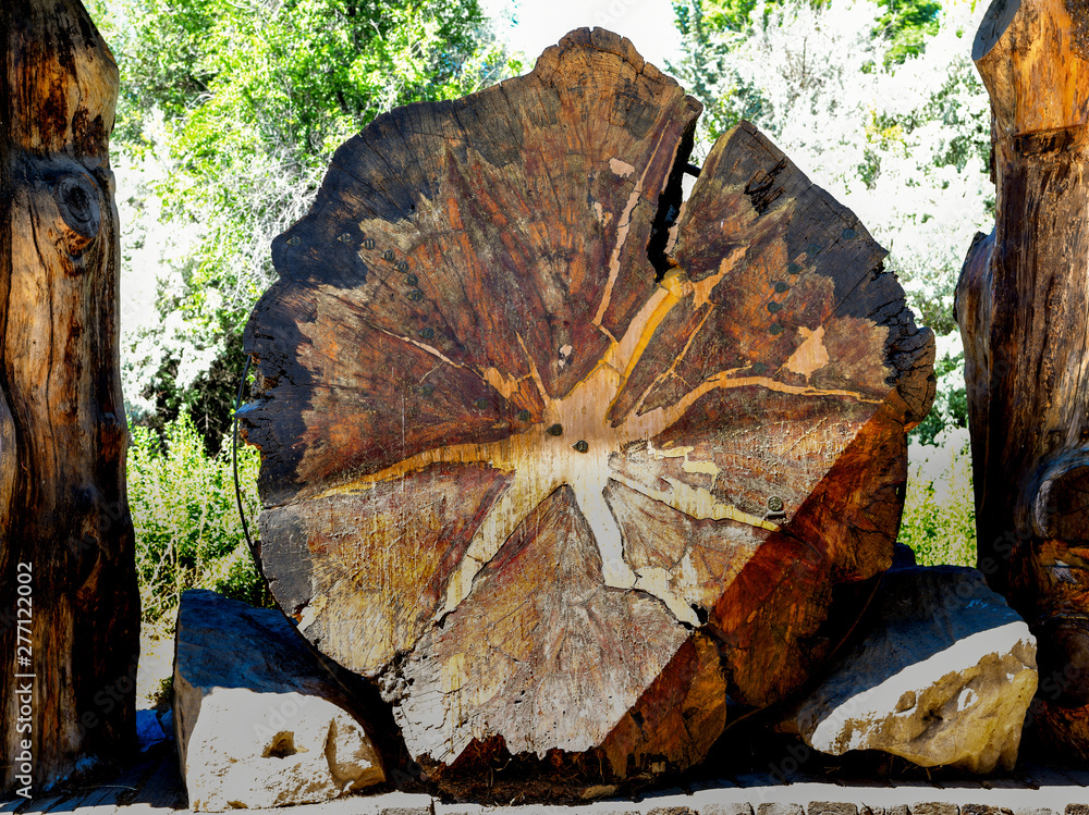 Cross section of an old tree with markers indicating years of age foto ...