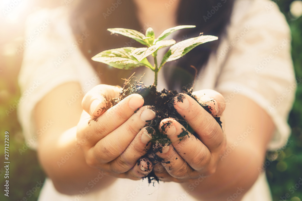 Young plant tree sprout in woman hand. Concept of farming and ...