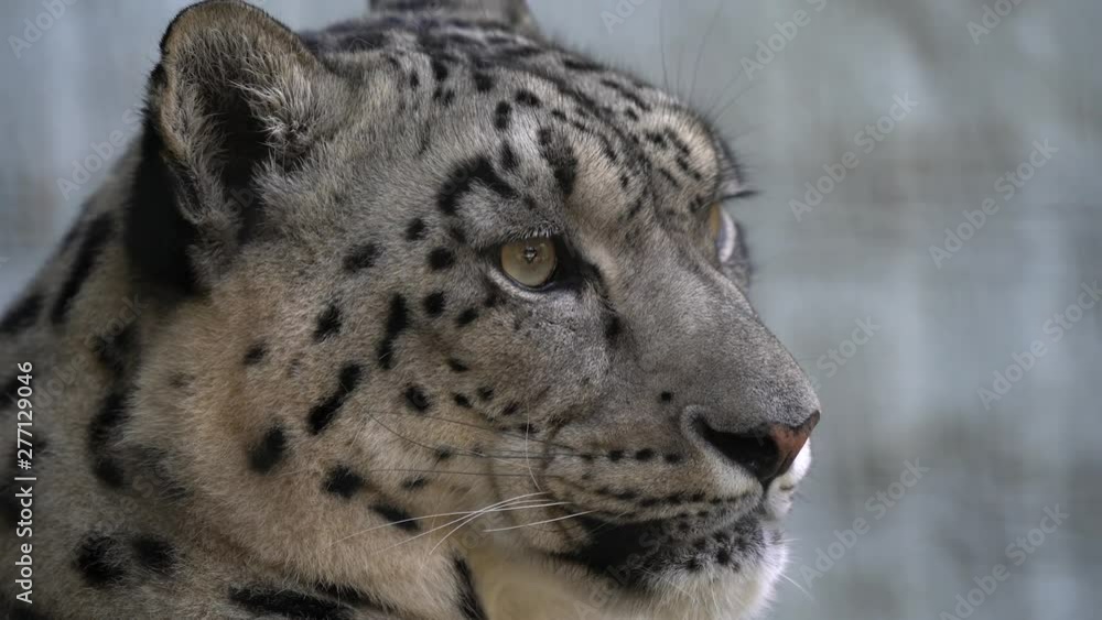 This close up video shows a majestic snow leopard looking and staring ...