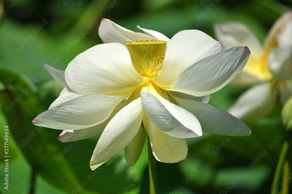 Zdjęcie Stock: France, côte d'azur, Antibes les Pins, lotus blanc de l ...