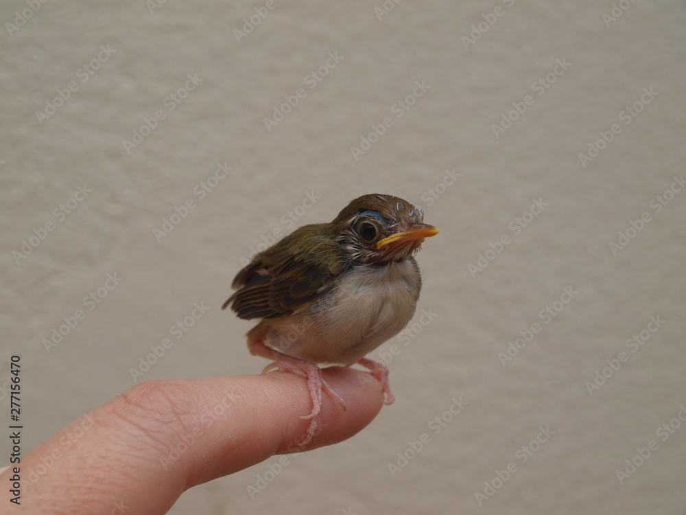 Chick of thai small bird is sitting at the human finger. The common ...