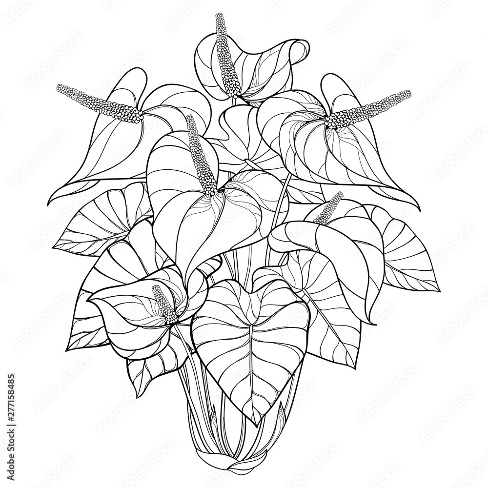 Outline tropical plant Anthurium or Anturium flower bunch and leaves in ...