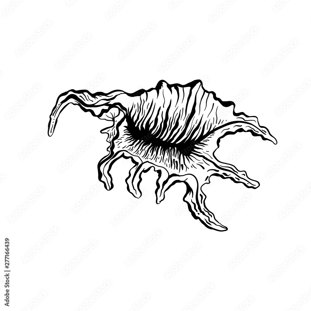 Angular murex seashell hand drawn illustration. Seashore conch, mollusk ...
