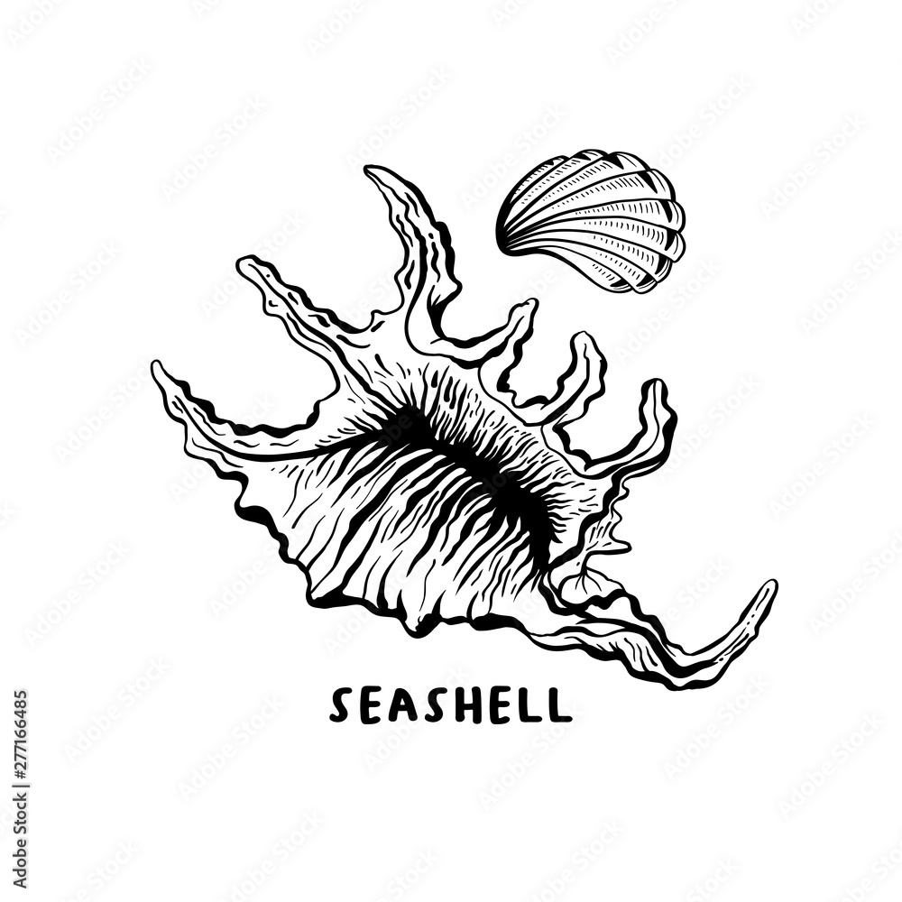 Angular murex seashell hand drawn illustration. Seashore conch, mollusk ...