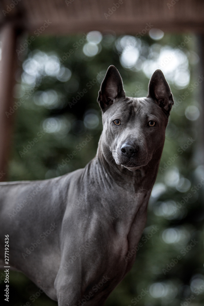 Can A Thai Ridgeback Live In Indonesia
