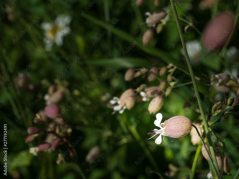 Foto de Silene vulgaris, the bladder campion or maidenstears, is a ...