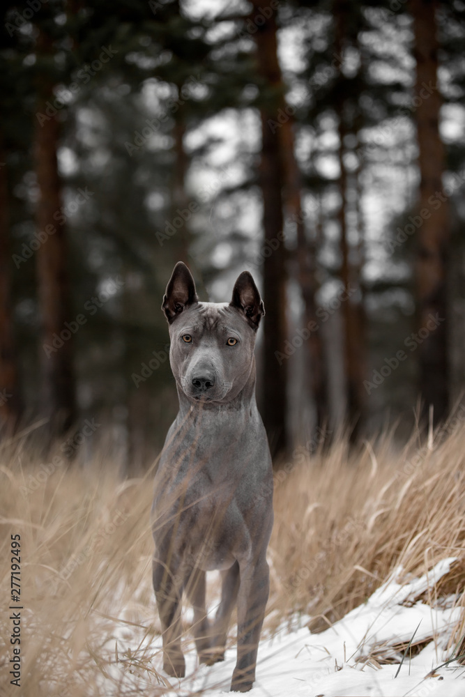 Can A Thai Ridgeback Live In Indonesia