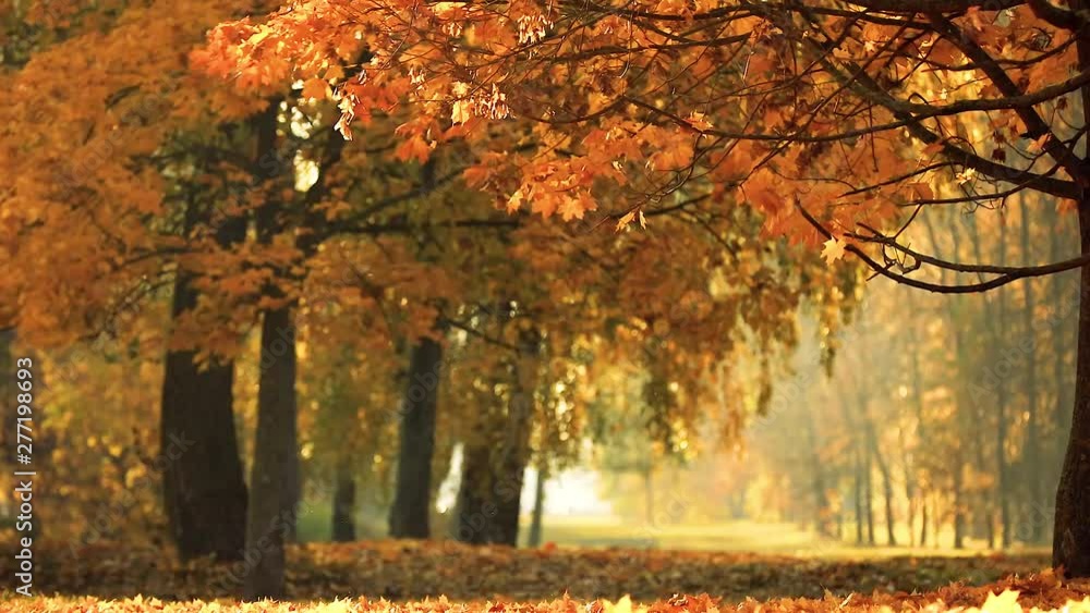 Golden Autumn Scene In A Park, With Falling Leaves, The Sun Shining ...