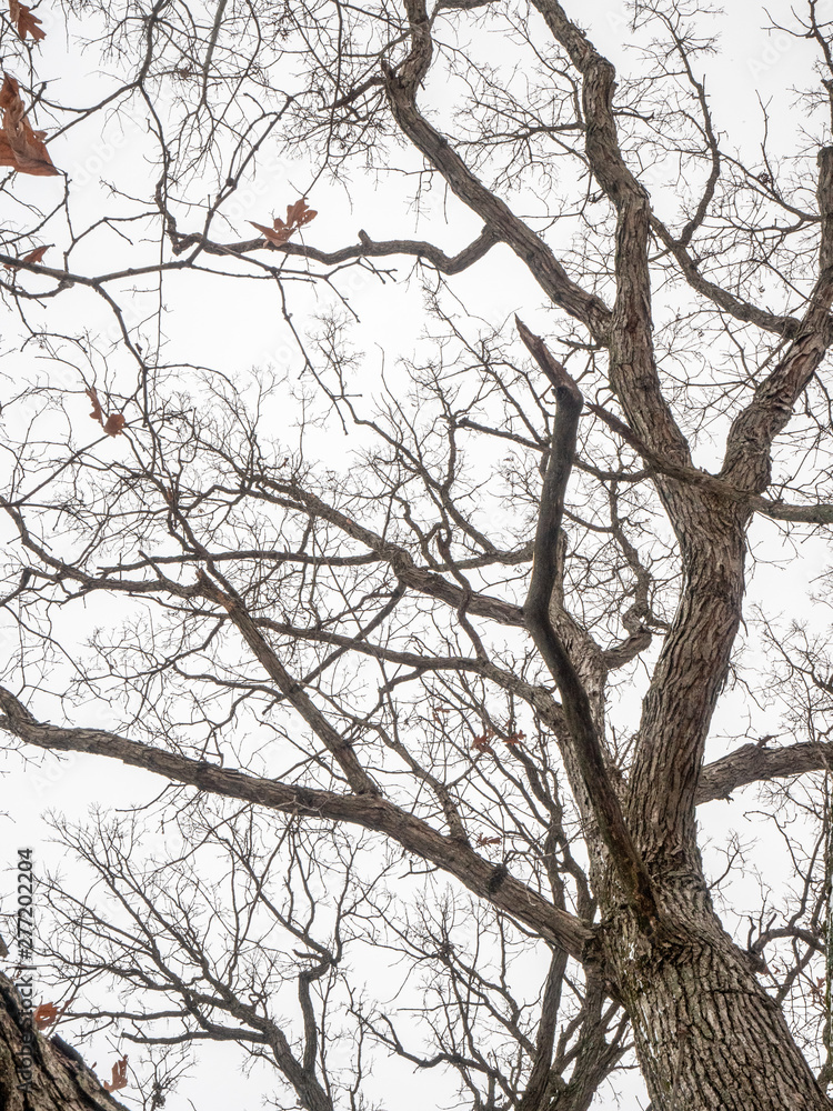 A view looking up at a bare old oak tree in winter with textured bark ...