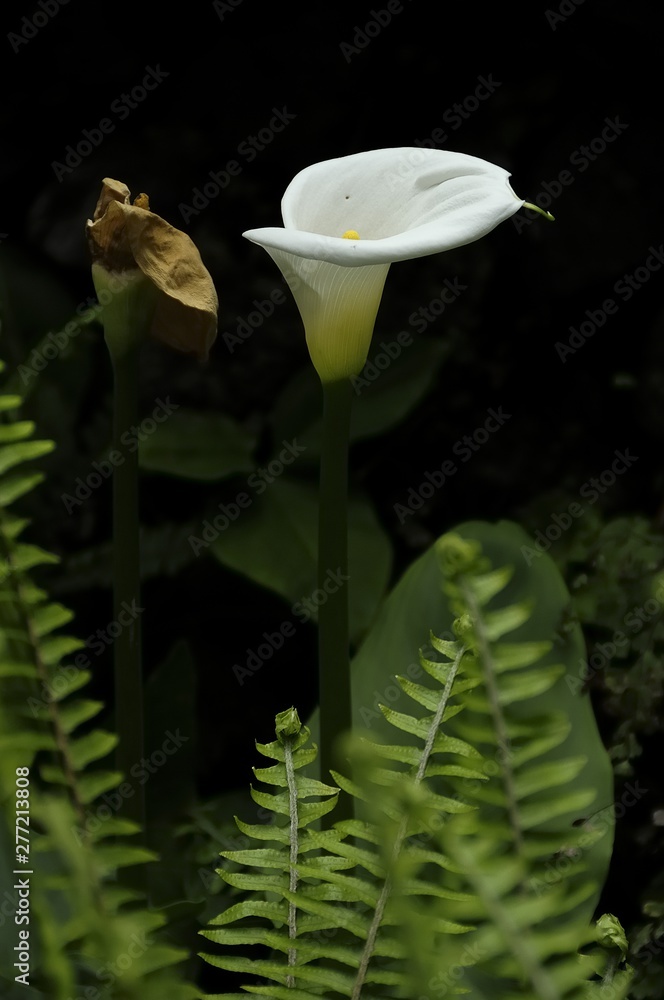 Zantedeschia aethiopicaalcatraz, cala, cala de Etiopía, aro de Etiopía ...