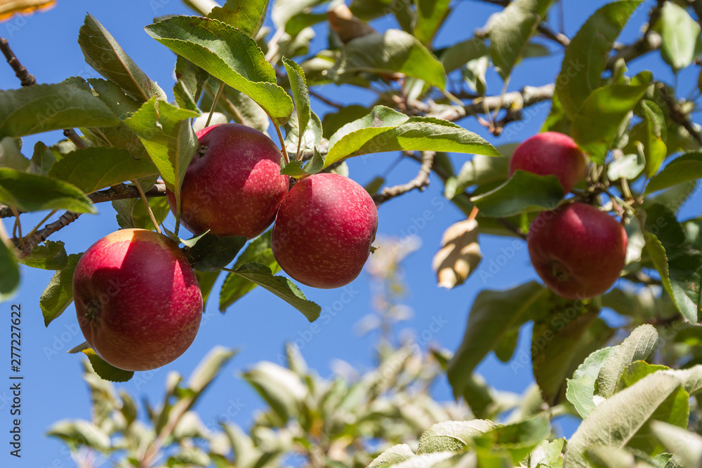 Manzanas Red Rome en Arbol Stock Photo | Adobe Stock
