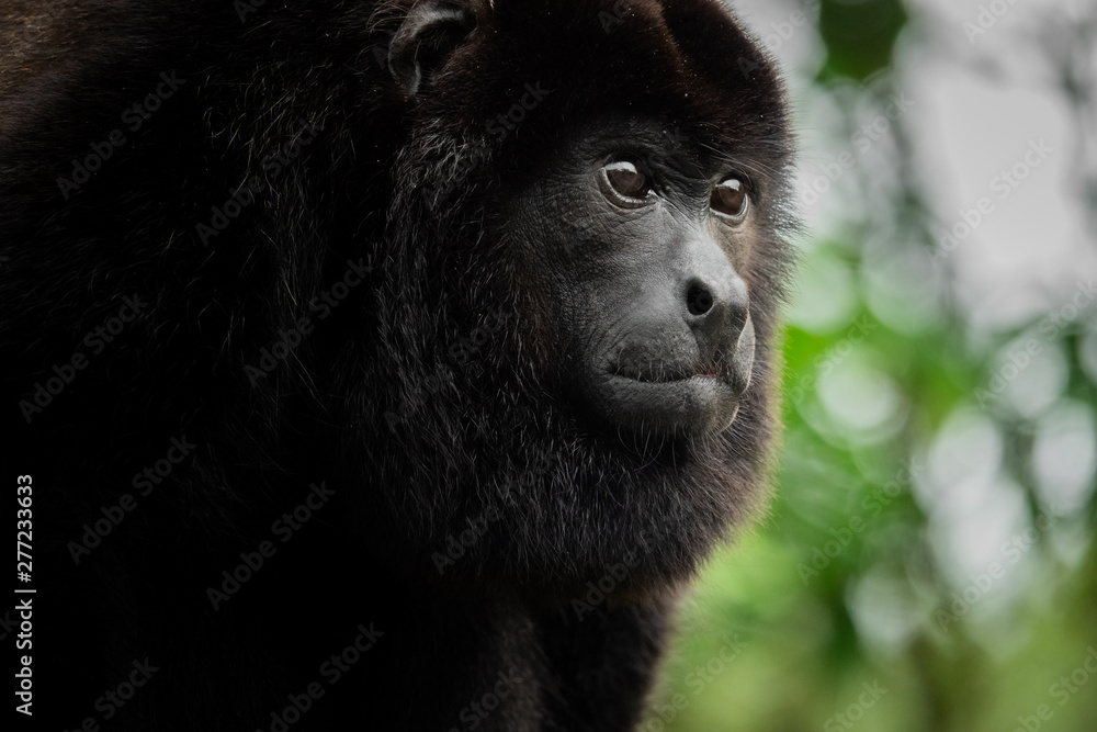Monkey portrait. Costa Rica wildlife: male howler monkey closeup giving ...