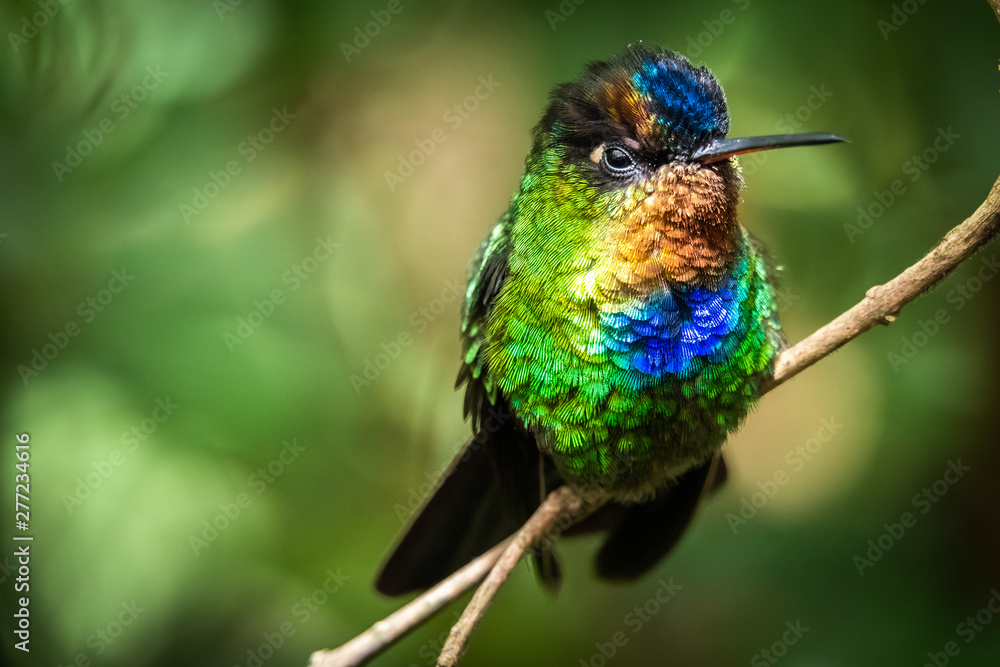 Hummingbird / colibri. Fiery throated hummingbird with its beautiful ...