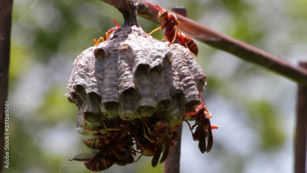 Red Wasp Nest