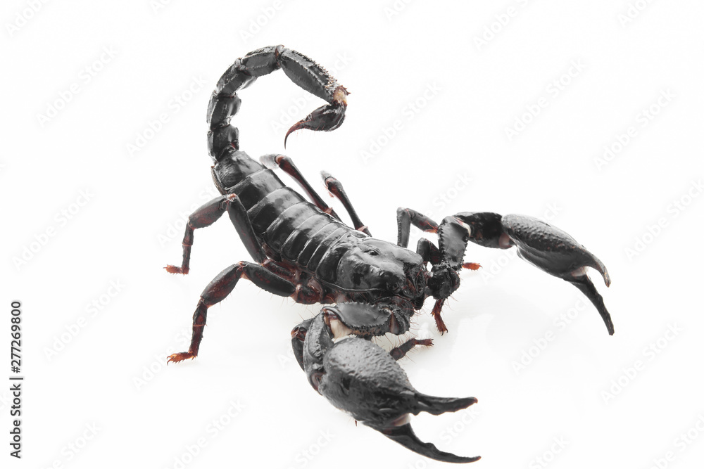 Scorpion on white background, poisonous sting at the end of its jointed ...