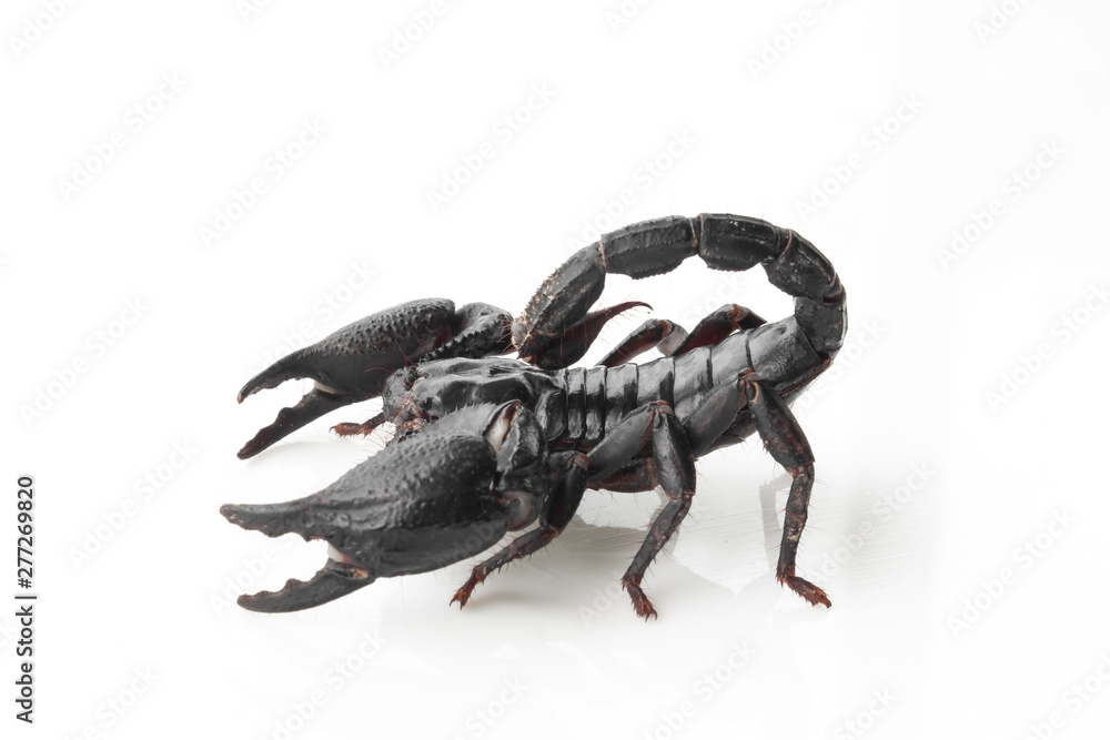 Scorpion on white background, poisonous sting at the end of its jointed ...