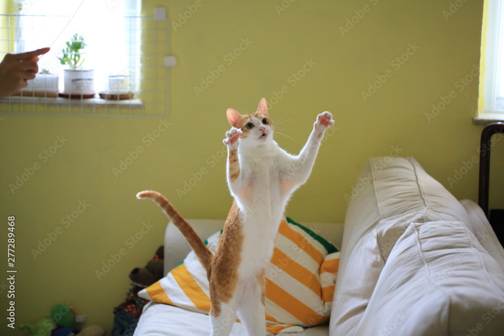 Happy Dancing Cat