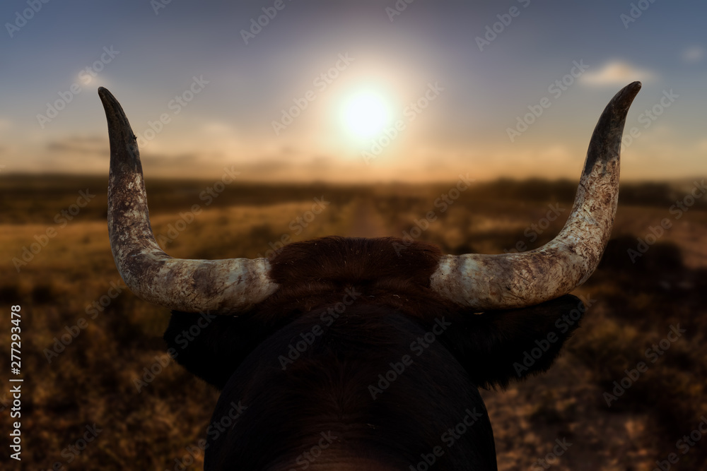 A closeup of a bull's head with horns from behind. The Spanish bull ...