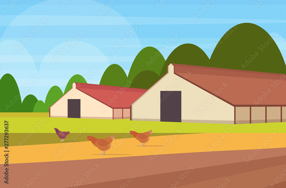 free range chicken on a traditional poultry farm barn building ...