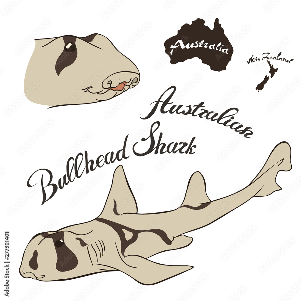 Australian bullhead shark vector image isolated on white background ...