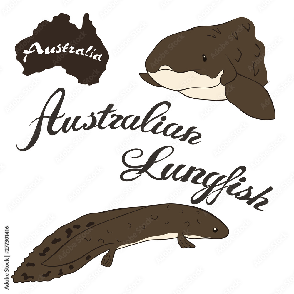 Australian lungfish vector image isolated on white background ...