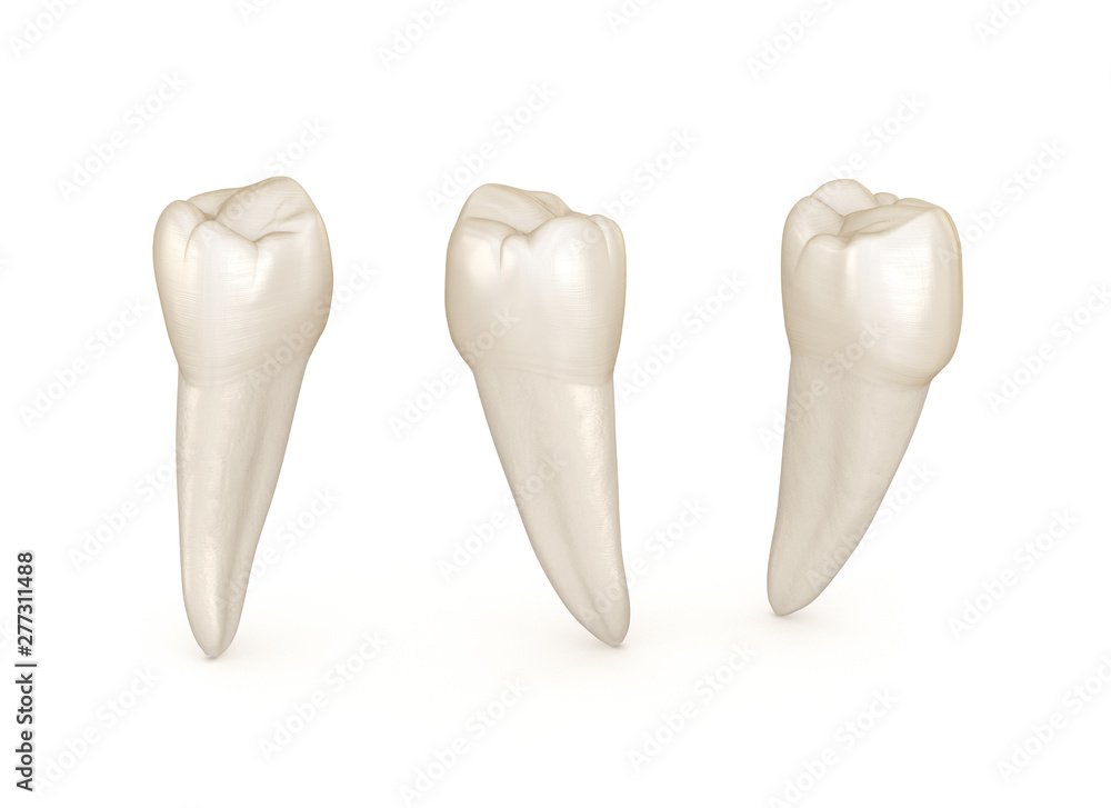 Dental anatomy - mandibular premolar tooth. Medically accurate dental ...