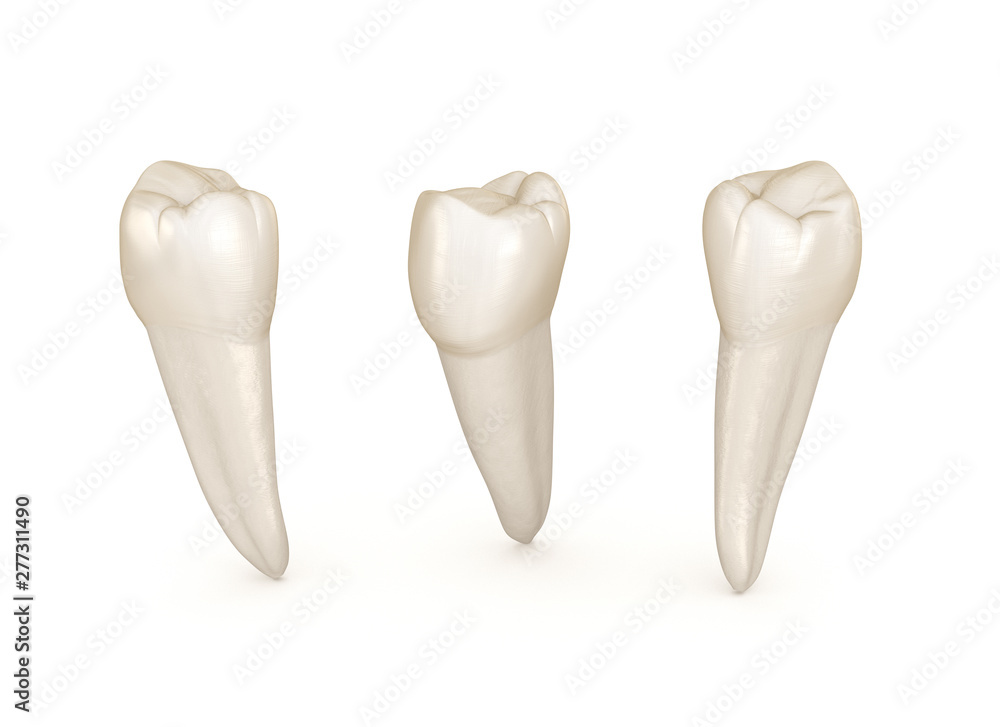 Dental anatomy - mandibular premolar tooth. Medically accurate dental ...