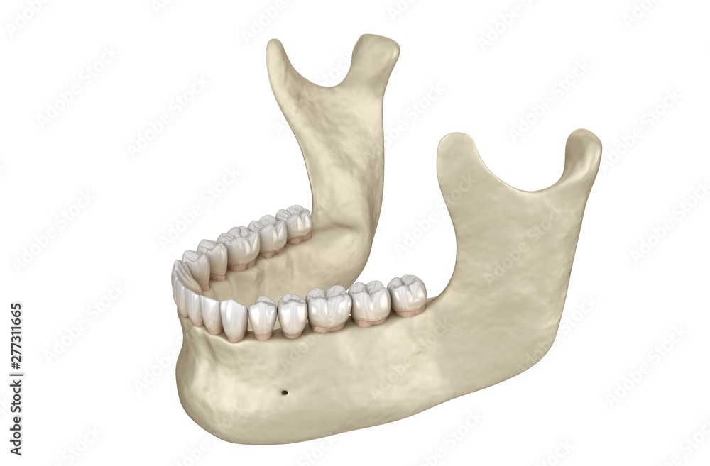 Mandibular jaw anatomy. 3D illustration concept of human teeth Stock ...