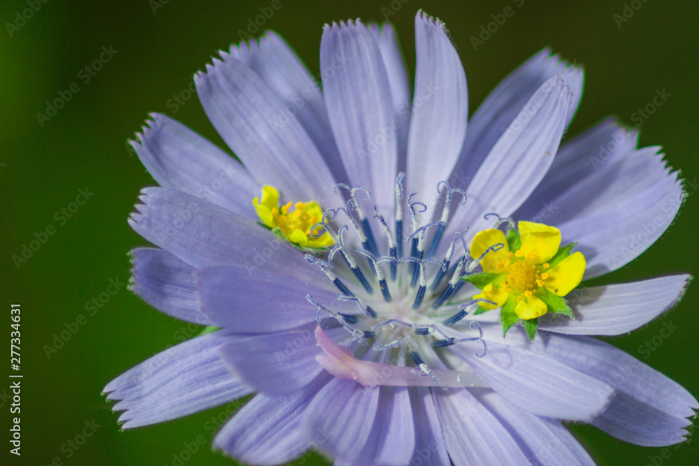 Yellow Chicory Plant