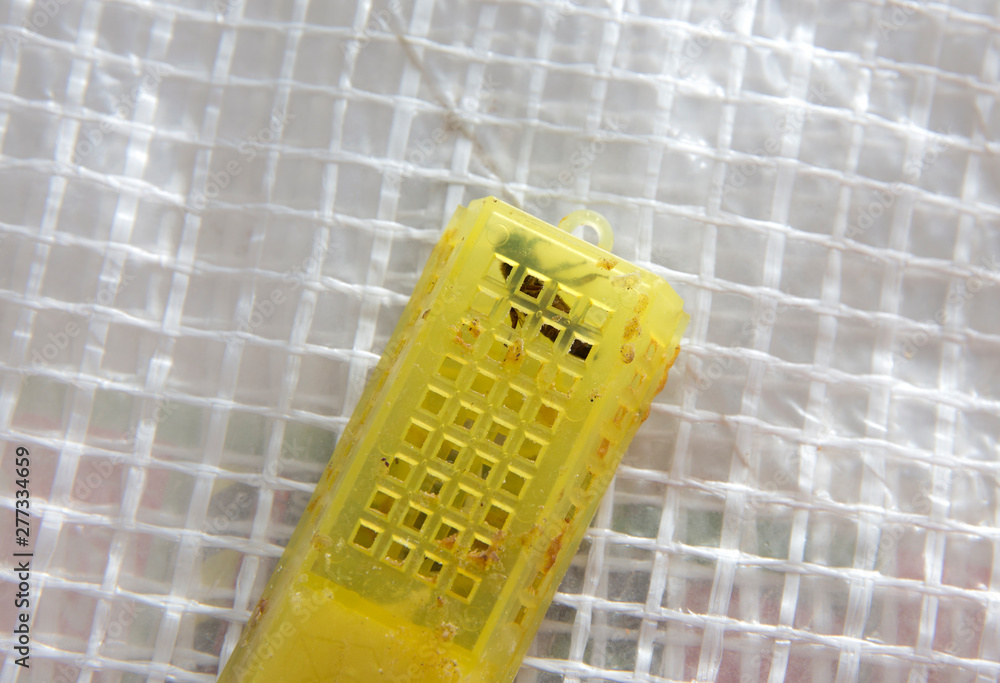 Requeening also known as new queen bee in an introduction cage ready to ...