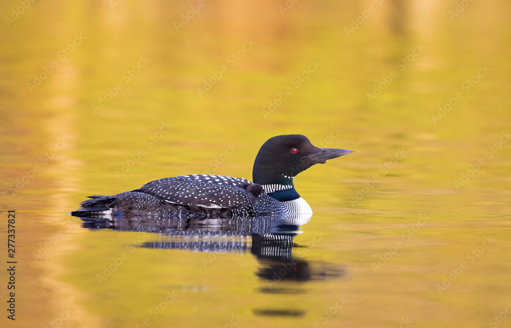 Common Loon (Gavia immer) swimming with chicks tucked under her wings ...