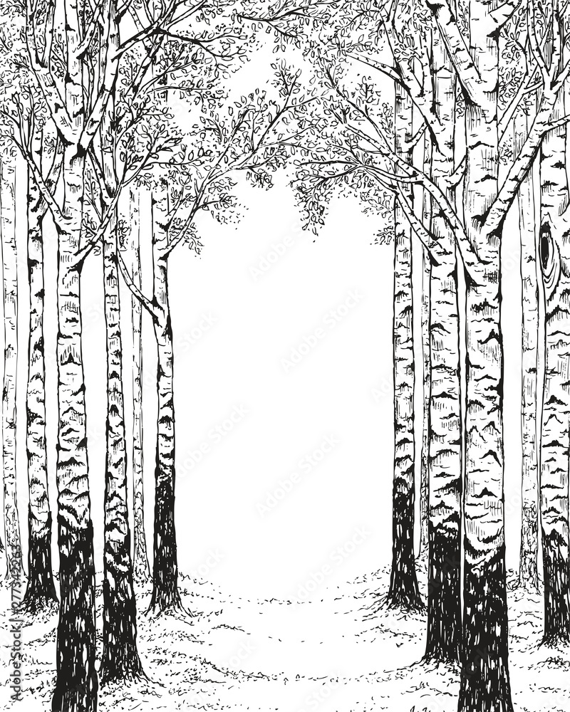 Birch forest, hand drawn illustration in vintage style with free space ...