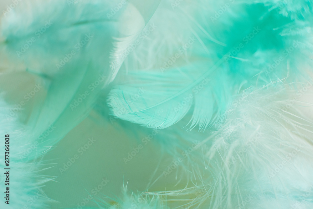 Beautiful green turquoise vintage color trends feather texture ...