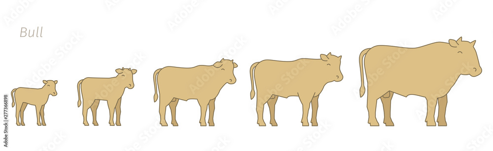 Bull animal farm. Stages of beefs growth set. Breeding beef production ...