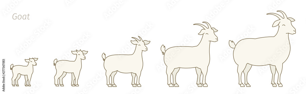 Stages of goats growth set. Animal farm. Breeding wool production ...