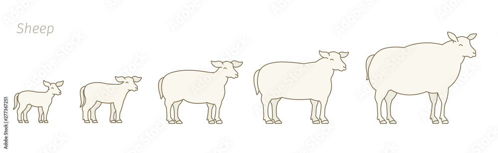 Sheep farm. Stages of mutton growth set. Breeding ewe. Wool lamb ...