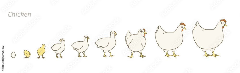 Chicken farm. Stages of poultry growth set. Breeding fowl. Hen ...