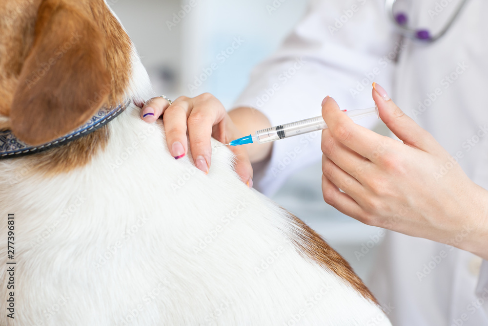 The vet makes a dog an injection syringe. Blurred background of ...