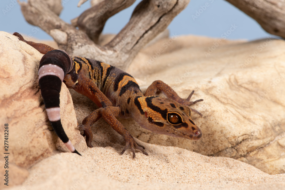 Vietnamese Cave Gecko (Goniurosaurus araneus) in desert scene Stock ...
