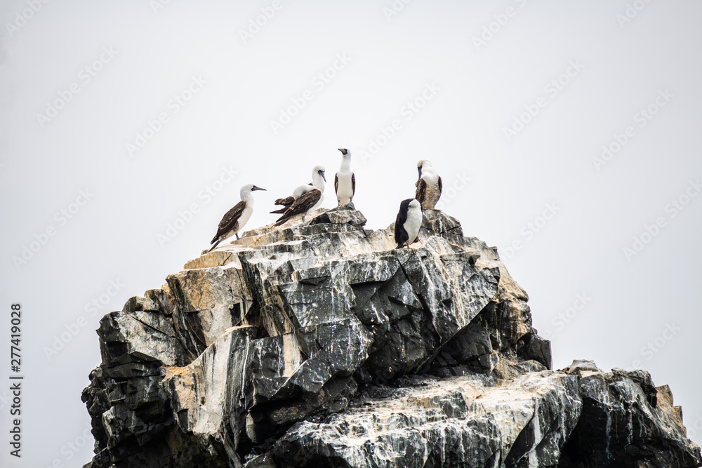 aves en roca Stock Photo | Adobe Stock